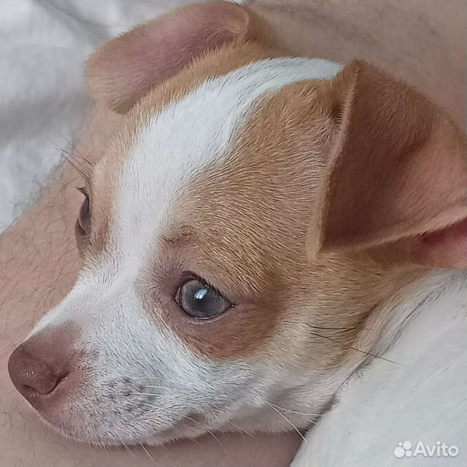 Чихуахуа (дир)