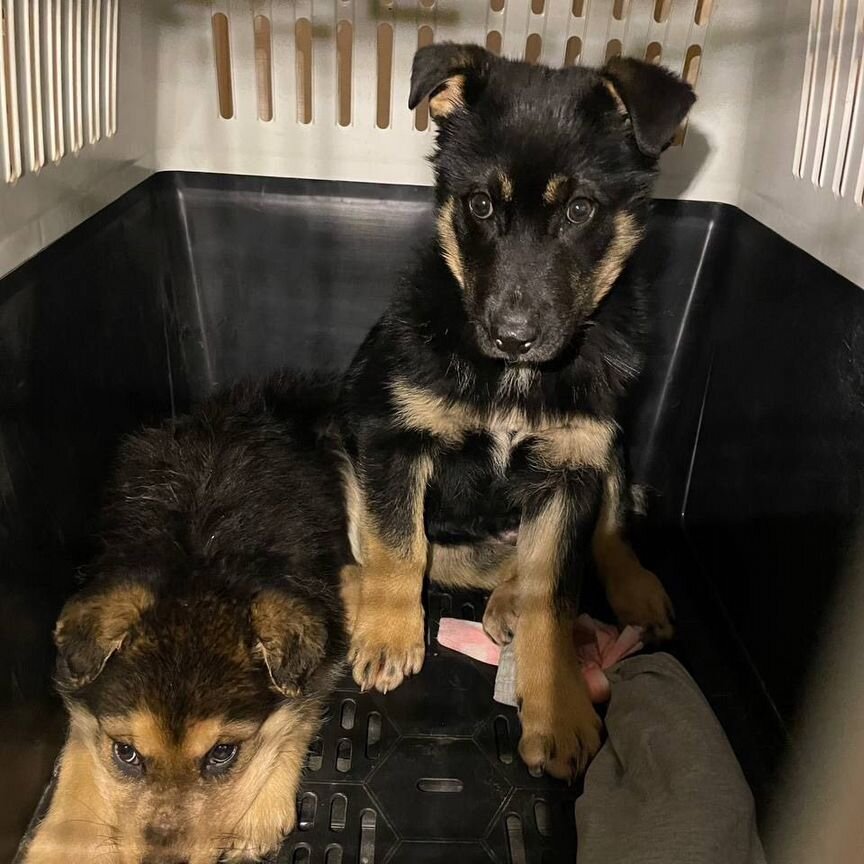 Собака в добрые руки щенок