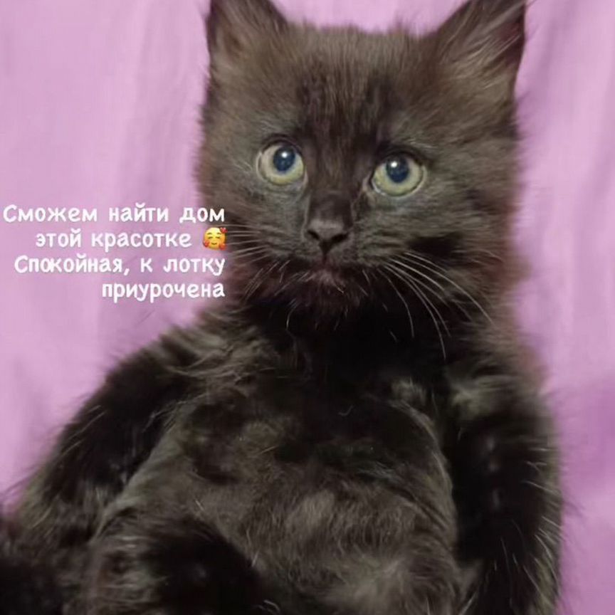 Котенок девочка