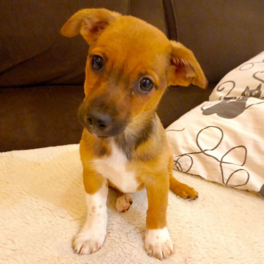 Щенок в добрые руки