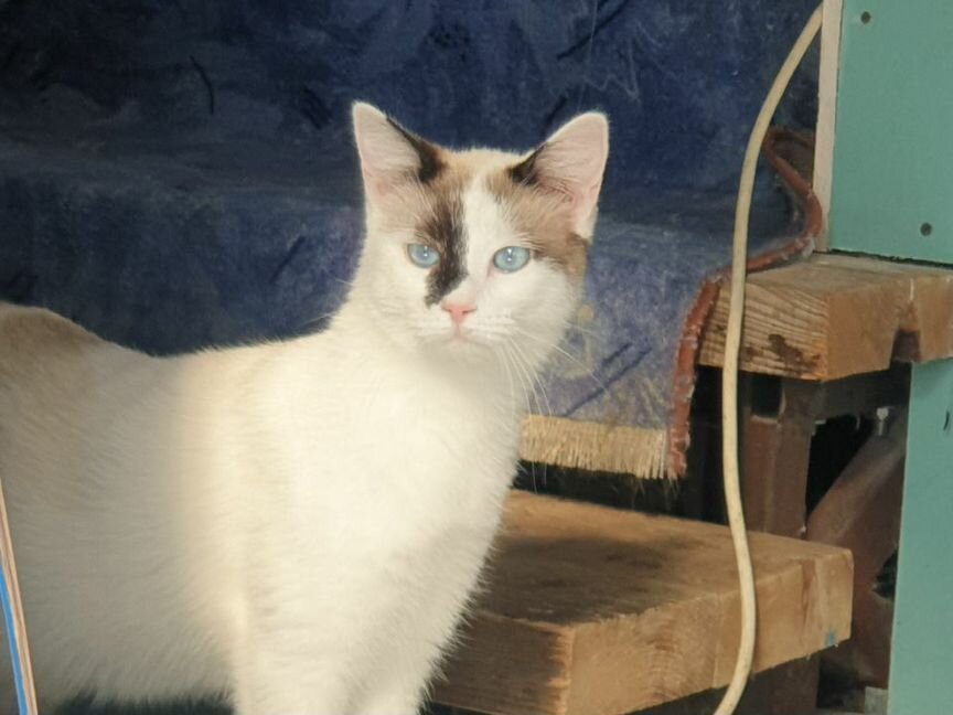 Молодая кошка