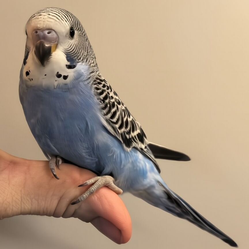 Волнистый попугай ручной мальчик