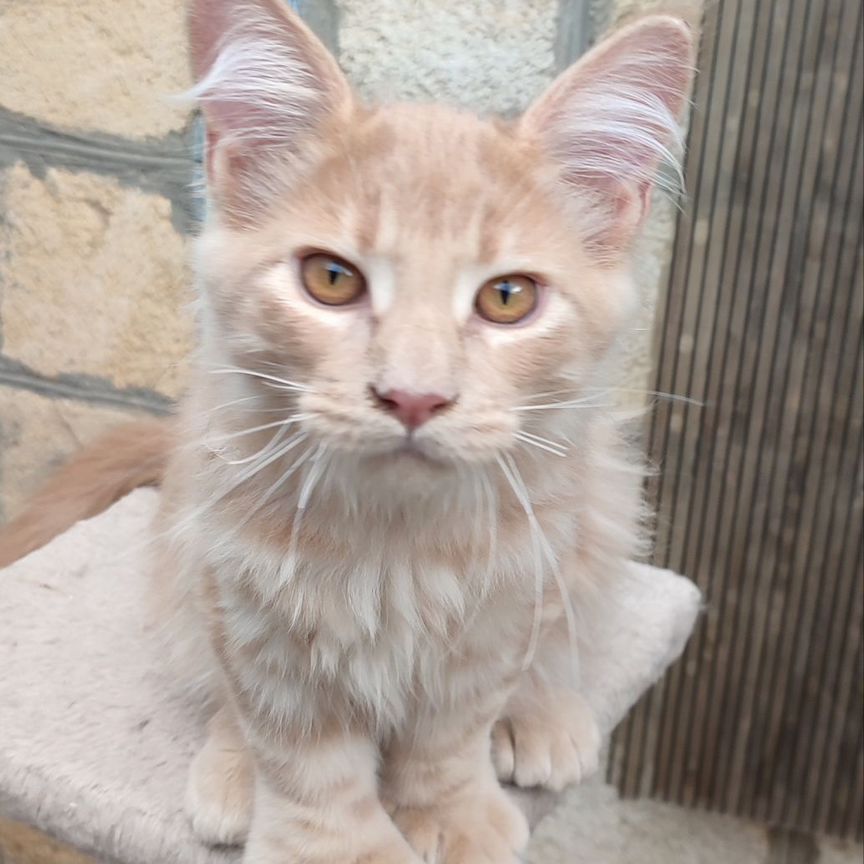 Великолепный мальчик мейн кун полидакт