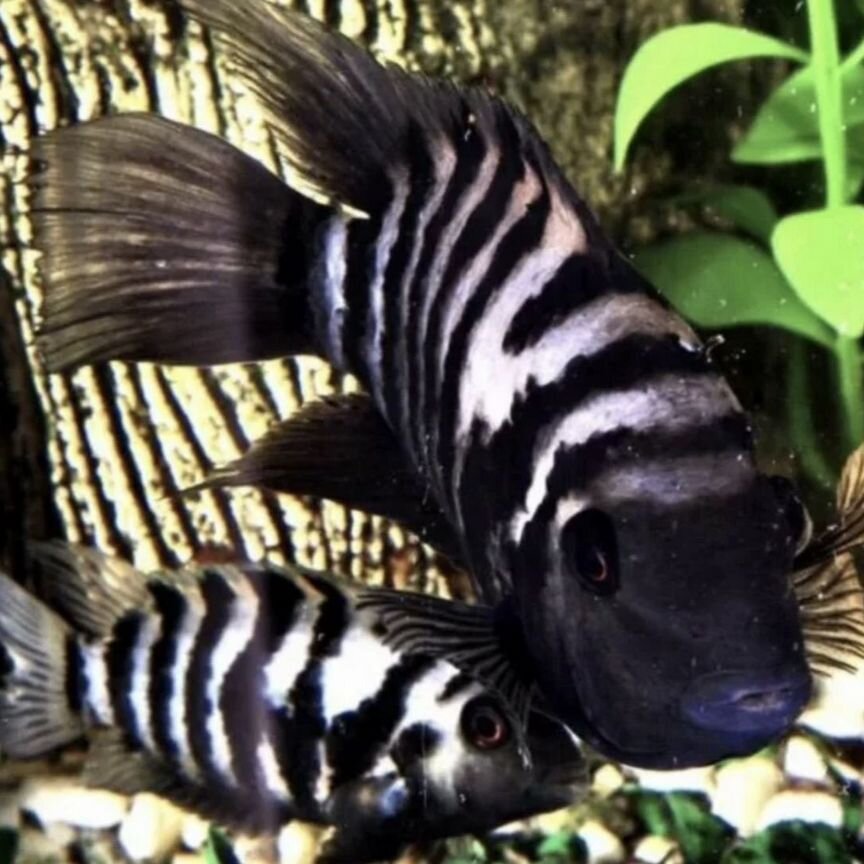 Цихлиды чернополосые