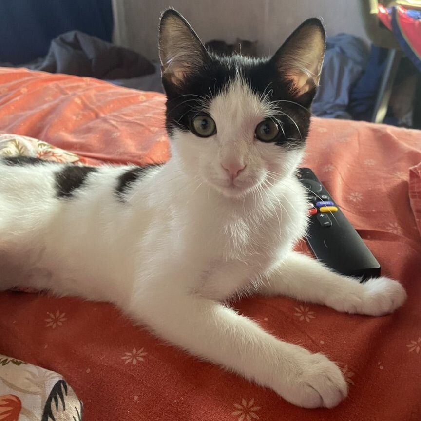 Котенок девочка в добрые руки