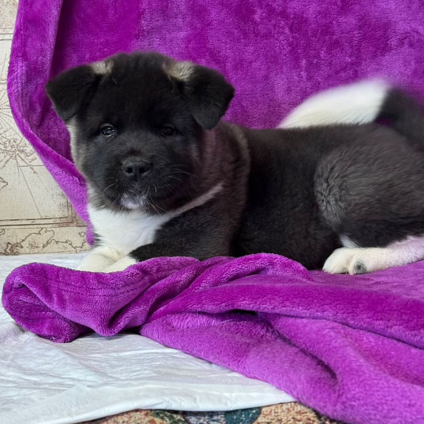 Американская акита кобель