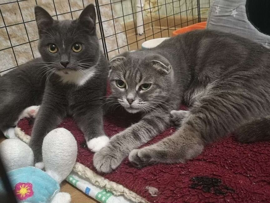 Кошечка вислоушка и котенок