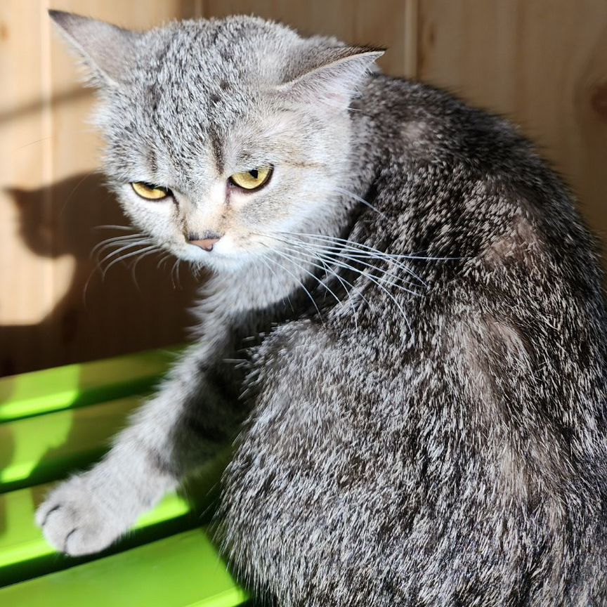Шотландский вислоухий короткошёрстный, взрослый кот