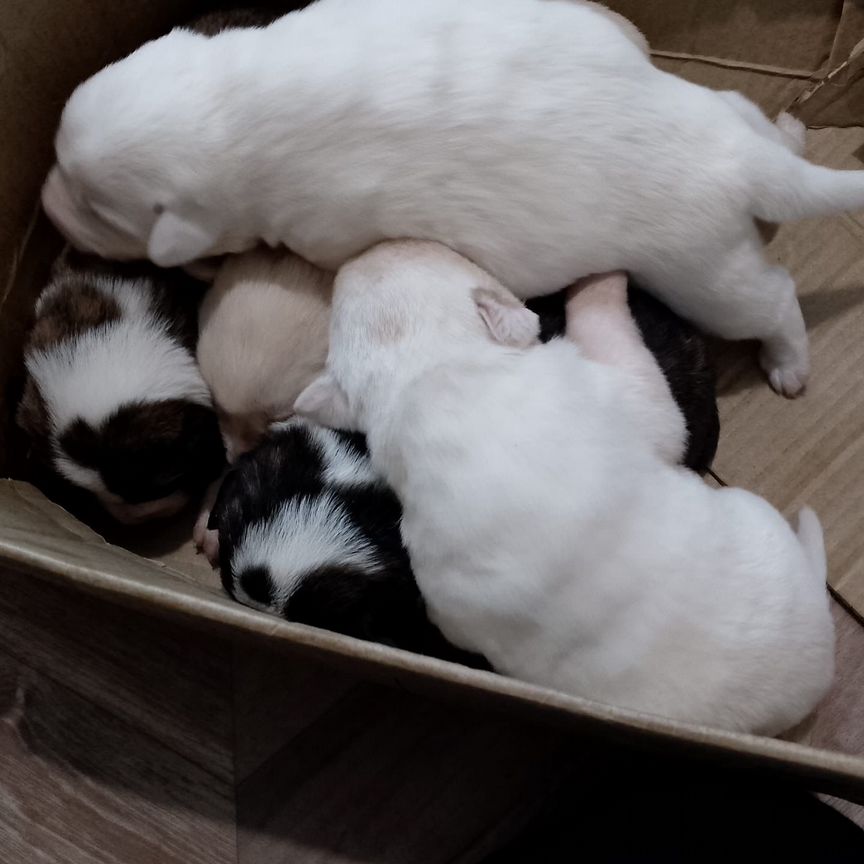 Щенок в добрые руки