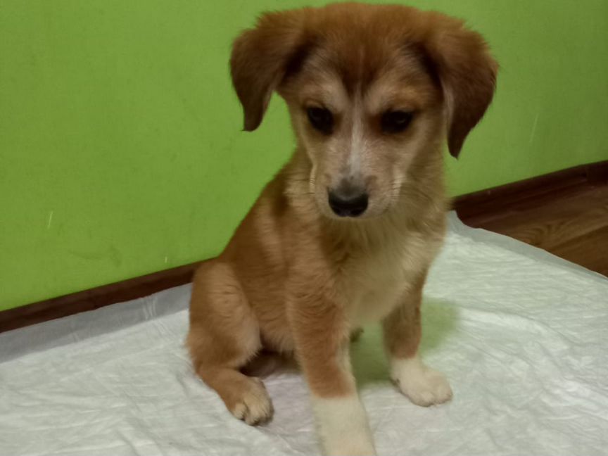 Шарлиз,щенок метис