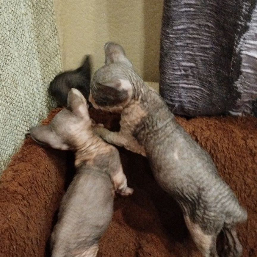 Донской сфинкс котёнок