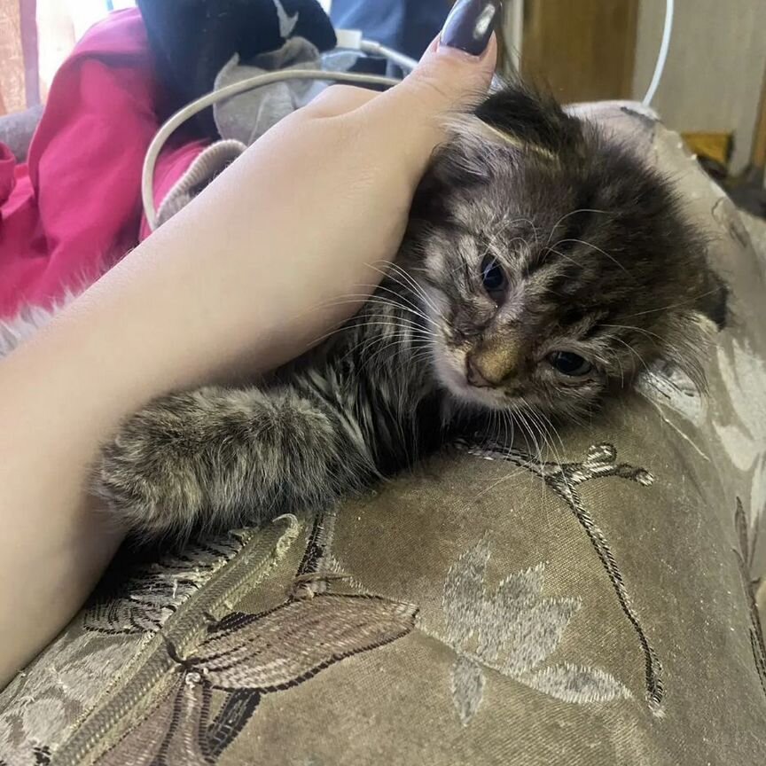 Котёнок в добрые руки