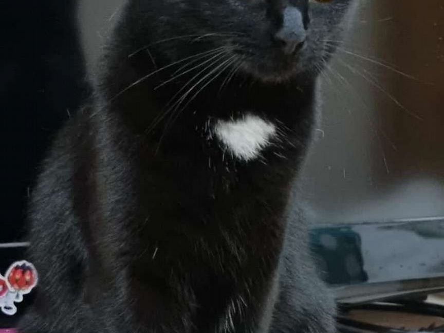Кошка в дар