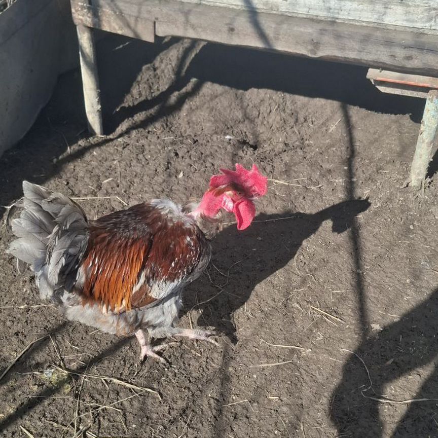 Молодые петухи