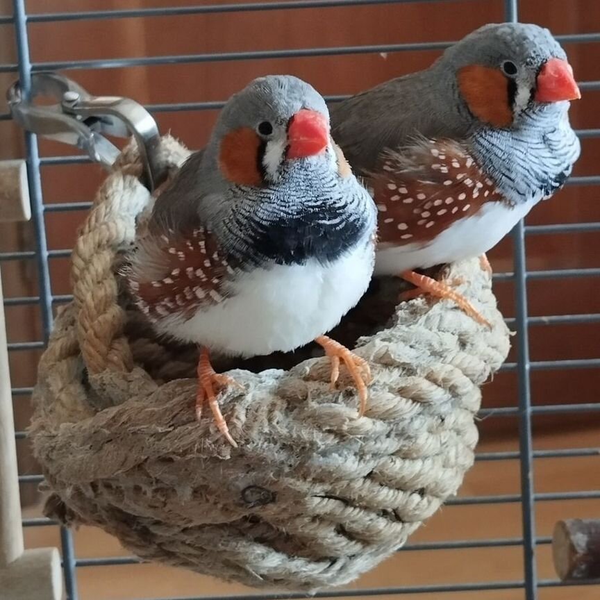 Амадины, два самца