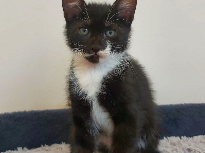 Котята в добрые руки бесплатно