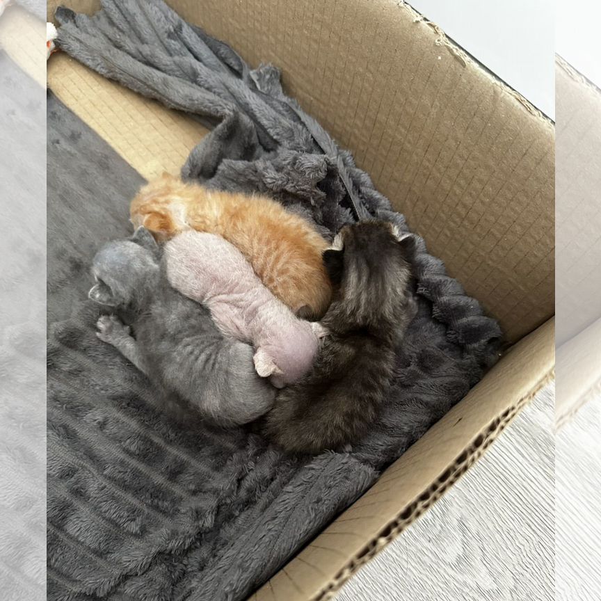 Бесплатно котики