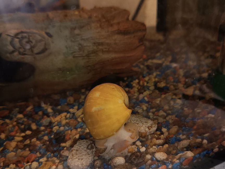 Улитки ампулярии крупные