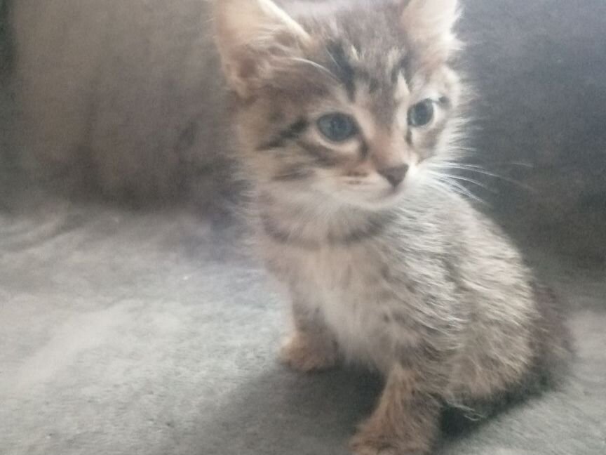 Серый пушистый котенок