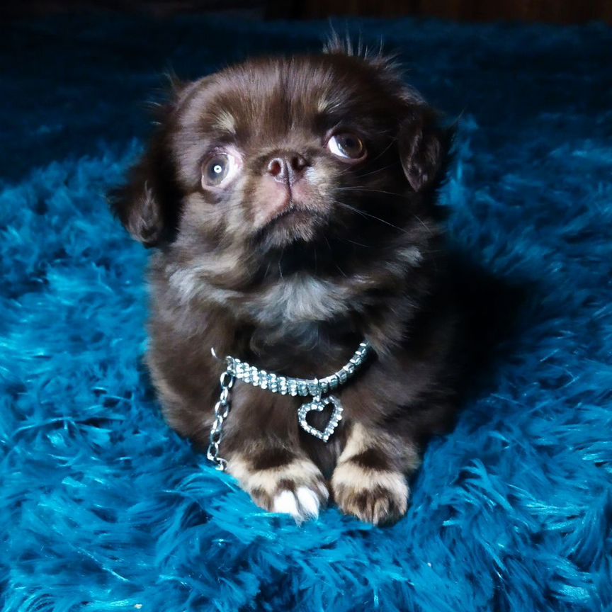 Чихуахуа.Мини мальчик