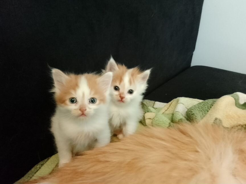 Котята в добрые руки