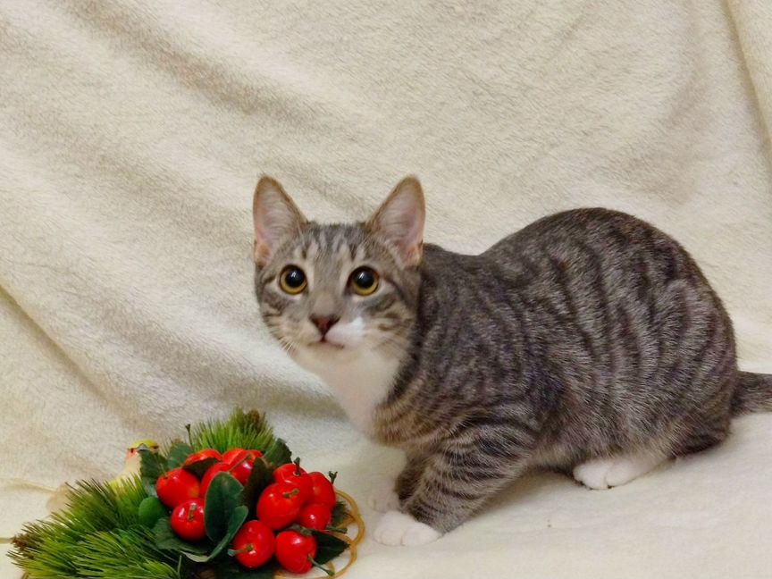 Сержик ищет дом