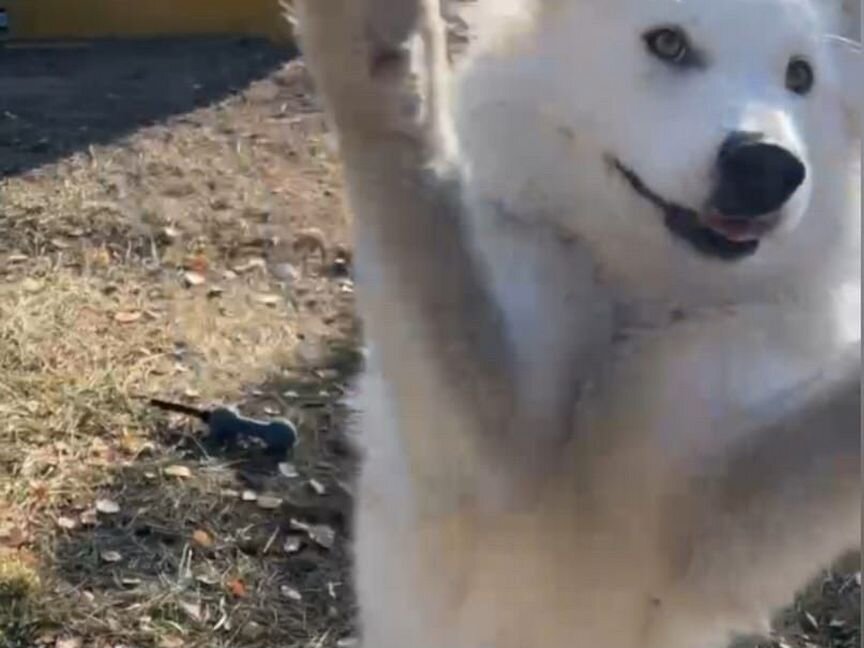 Лаечка в добрые руки