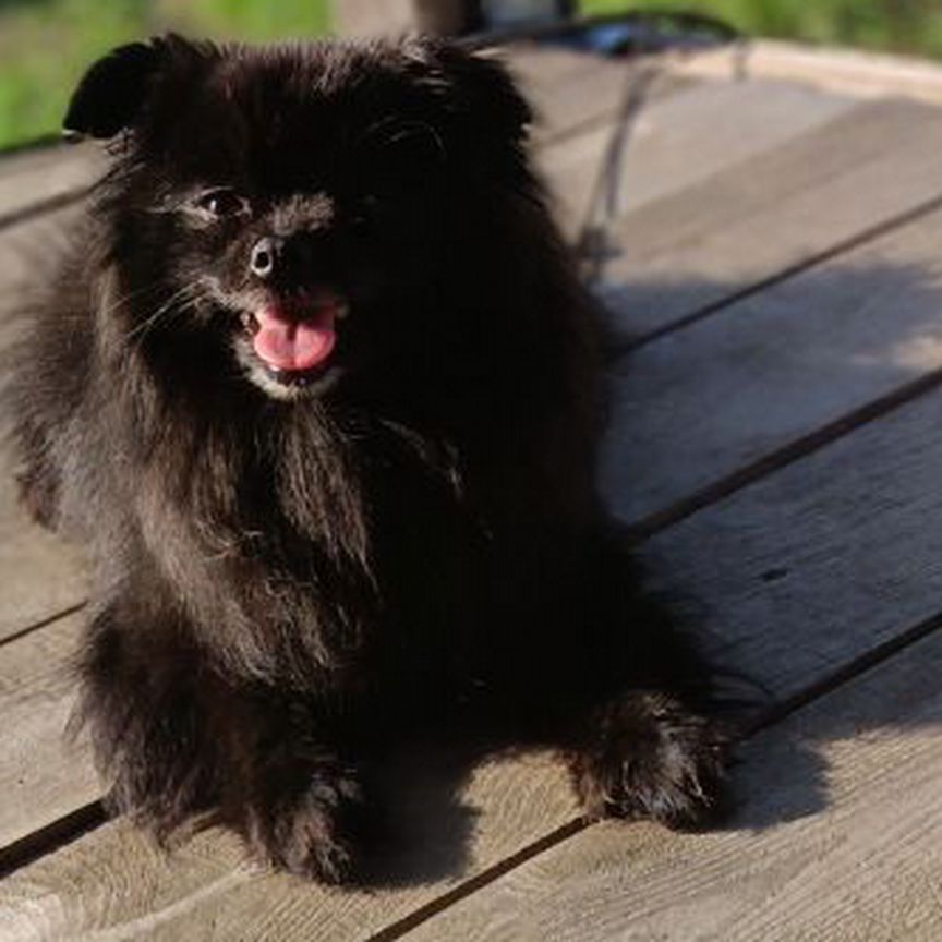 Собаки бесплатно в добрые руки