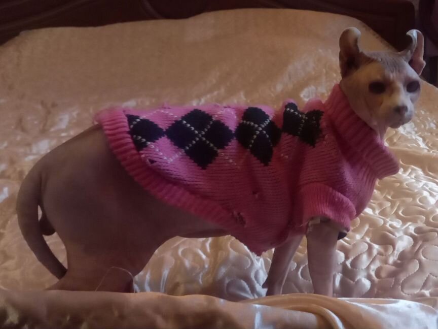 Канадский сфинкс эльф кот