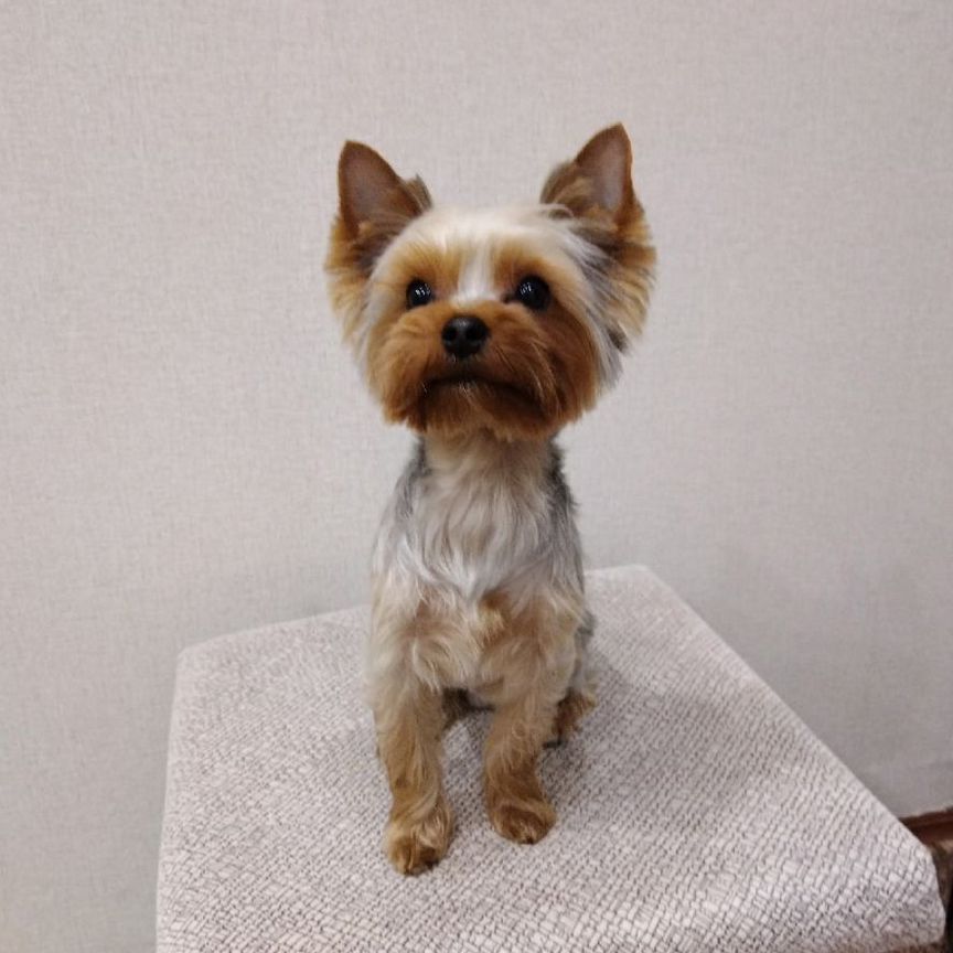 Йоркширский терьер