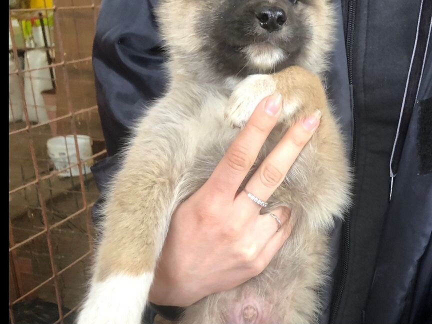 Щенок в добрые руки