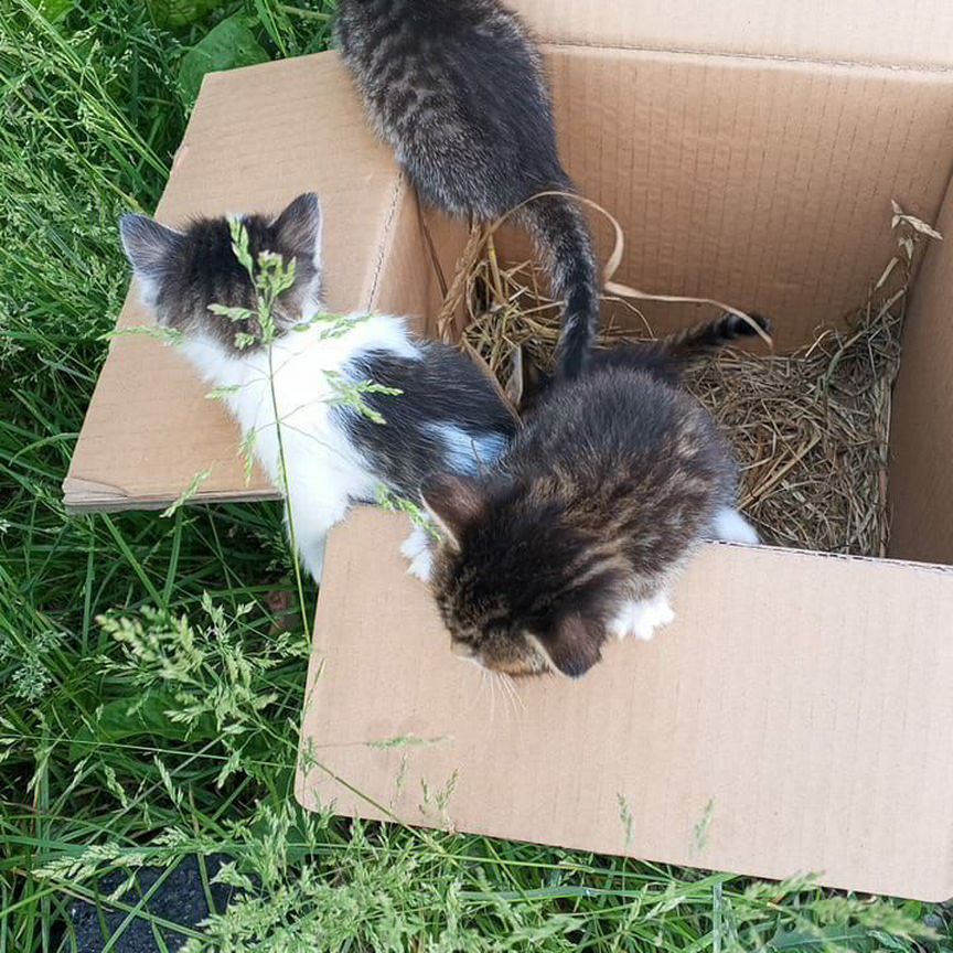 Котята в добрые руки