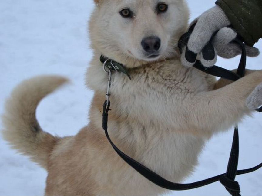 Кефир ищет дом