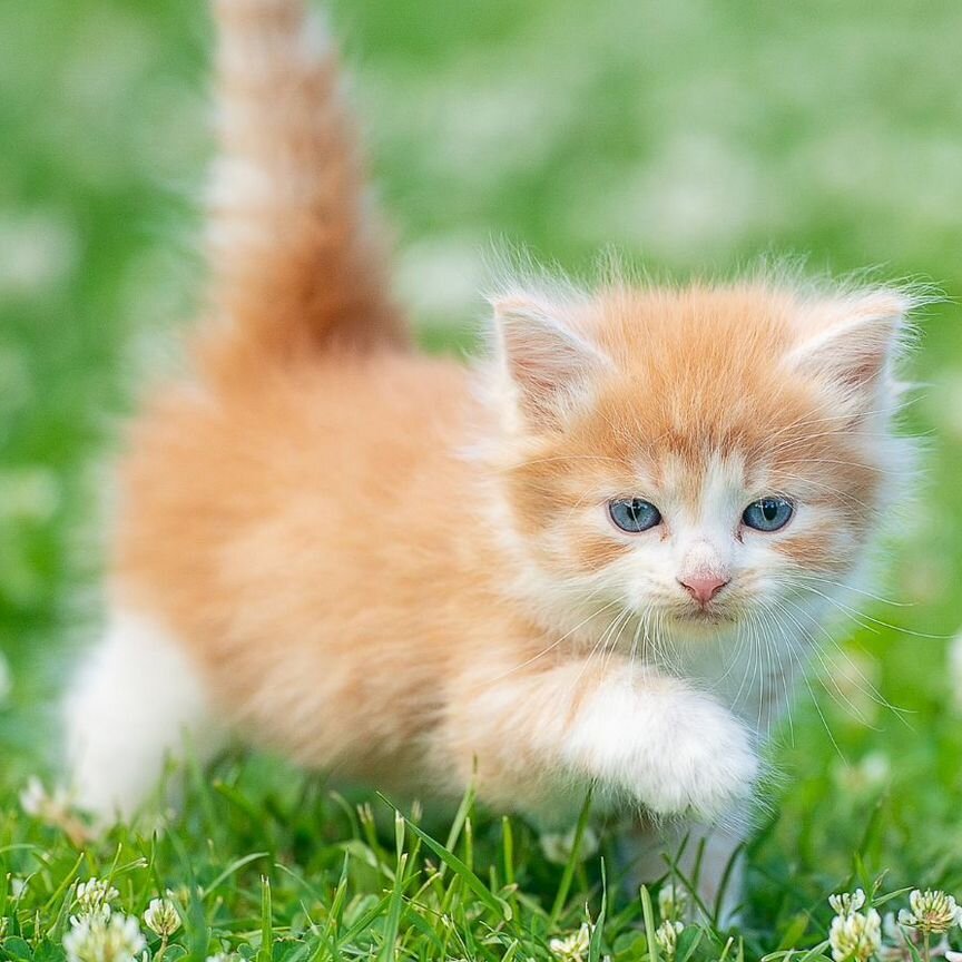 Рыже-белый котенок мальчик в дар