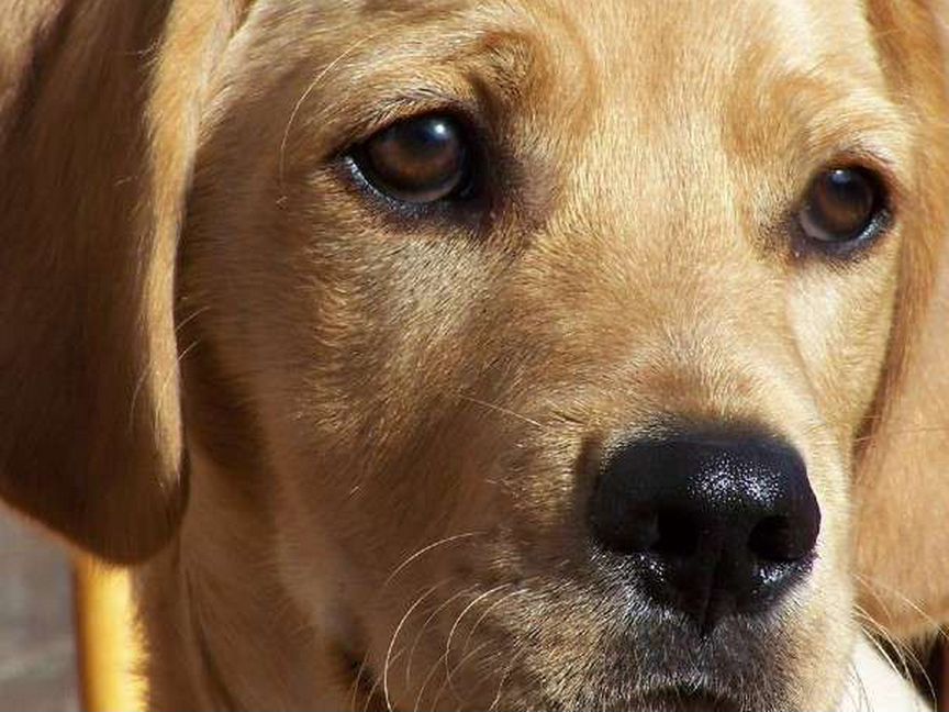 Собака в добрые руки(3года)