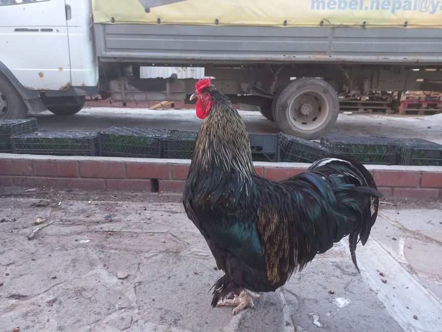 Петух Брамма