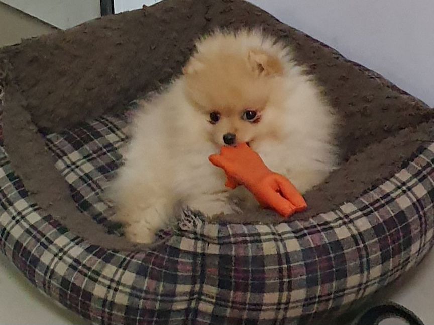 Померанский шпиц девочка