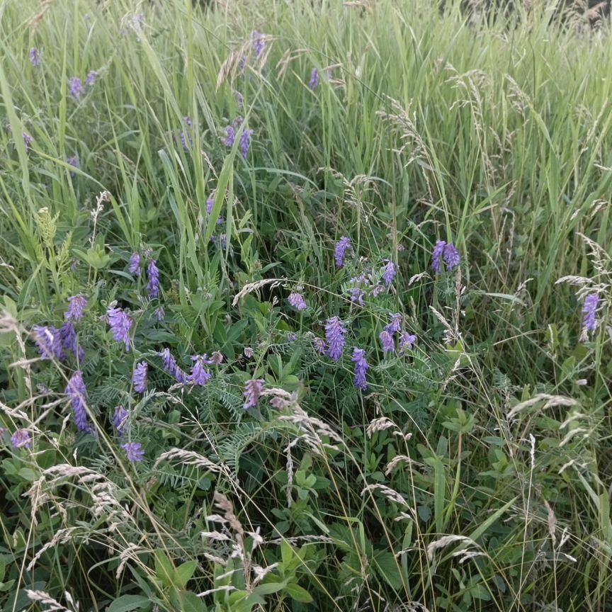 Сено в рулонах