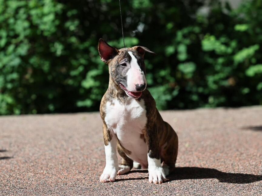 Миниатюрный бультерьер