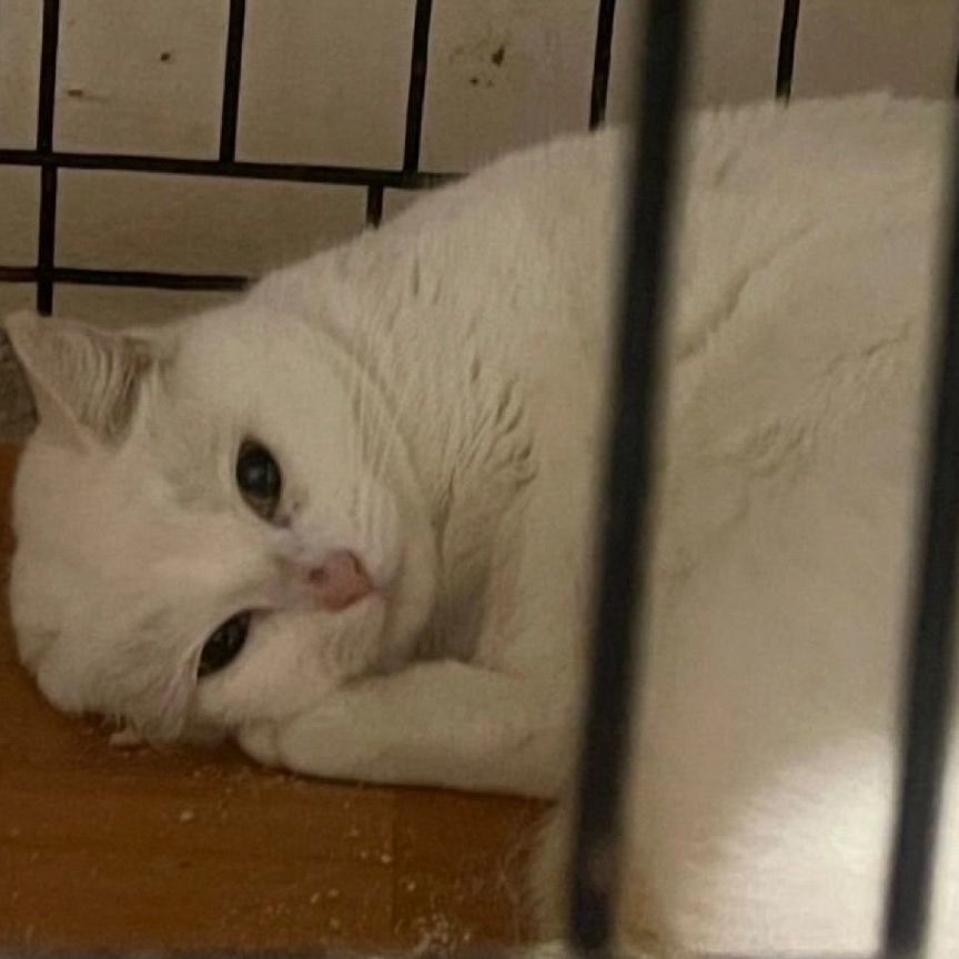 Грустят в клетках