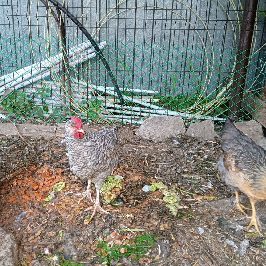 Молодые петухи