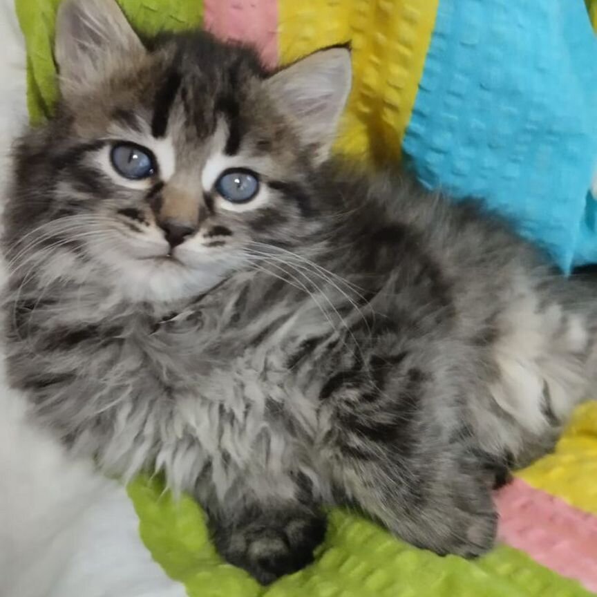 Котята от сибирской кошки