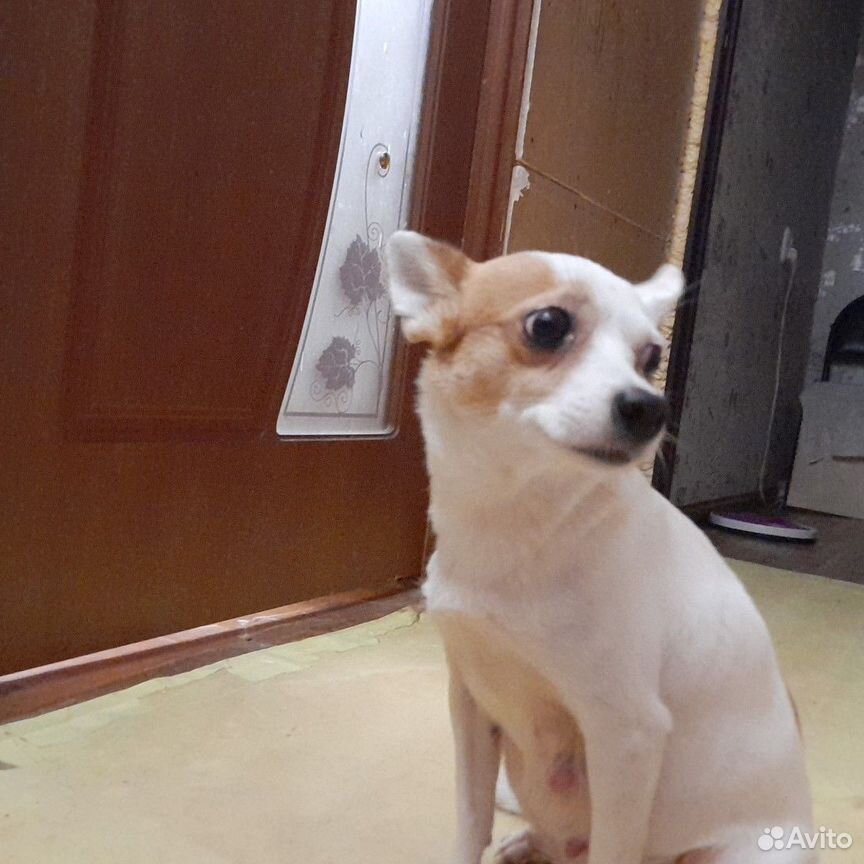 Русский той-терьер