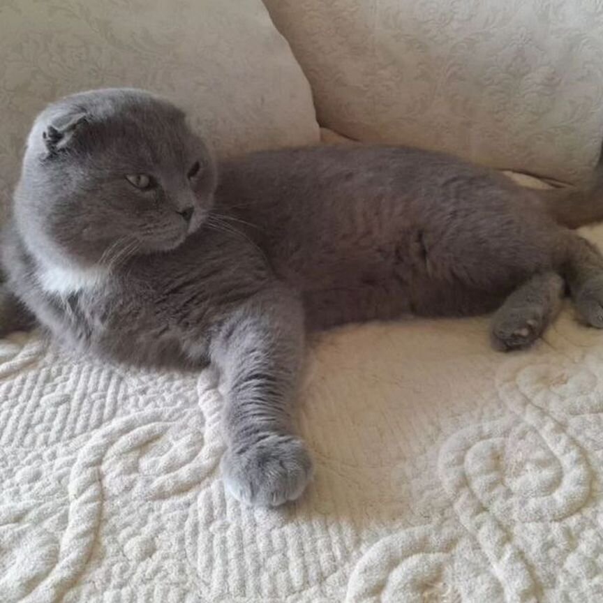 Шотландская