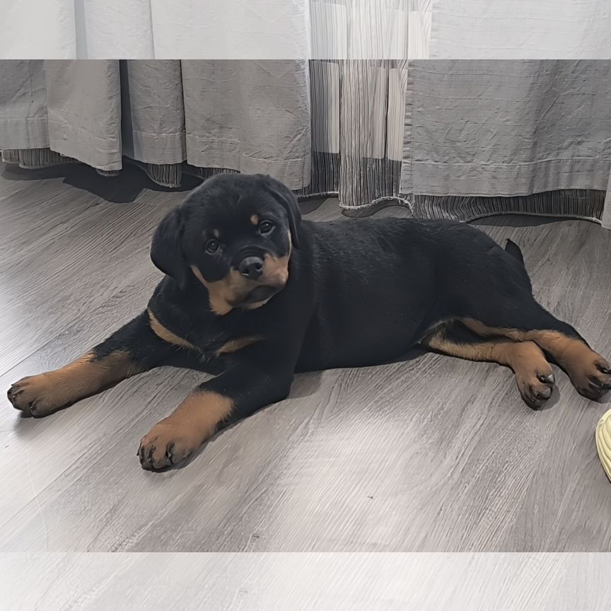 Ротвейлер, щенок