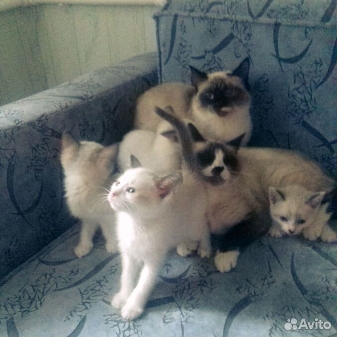 Котята Сноу Шу