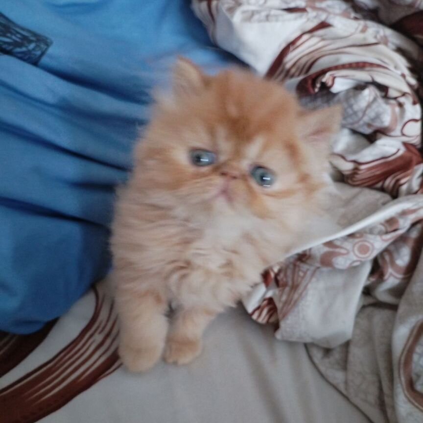 Персидские котята