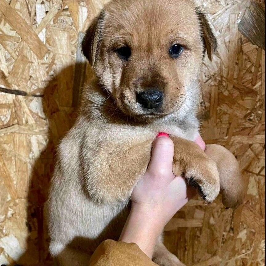 Малыш ищет своих маму папу