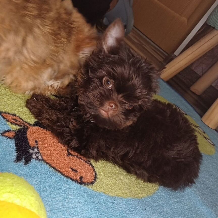 Мальчики йорики