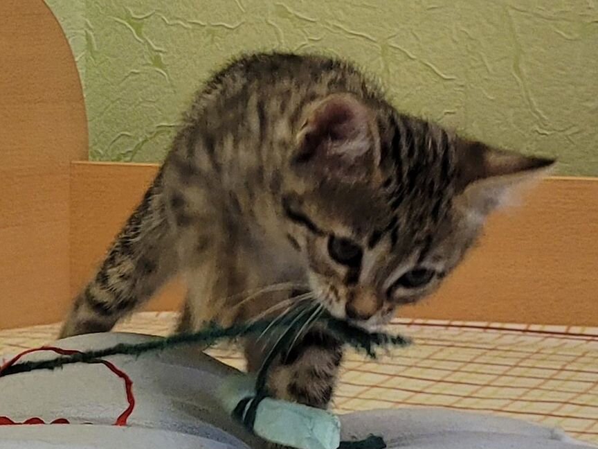 Котята в добрые руки бесплатно, девочки